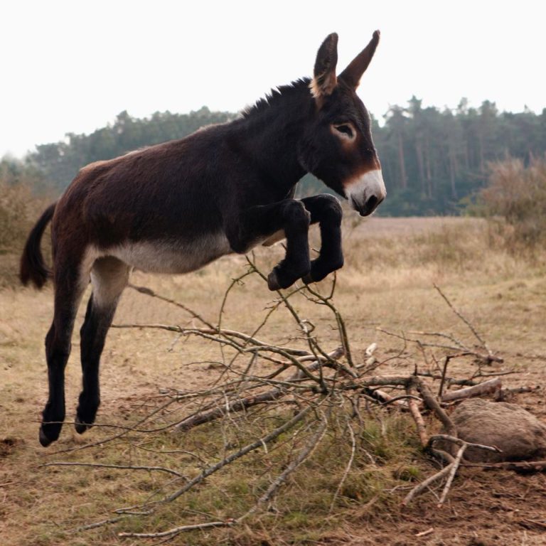 Children - The Daughters of Sarah